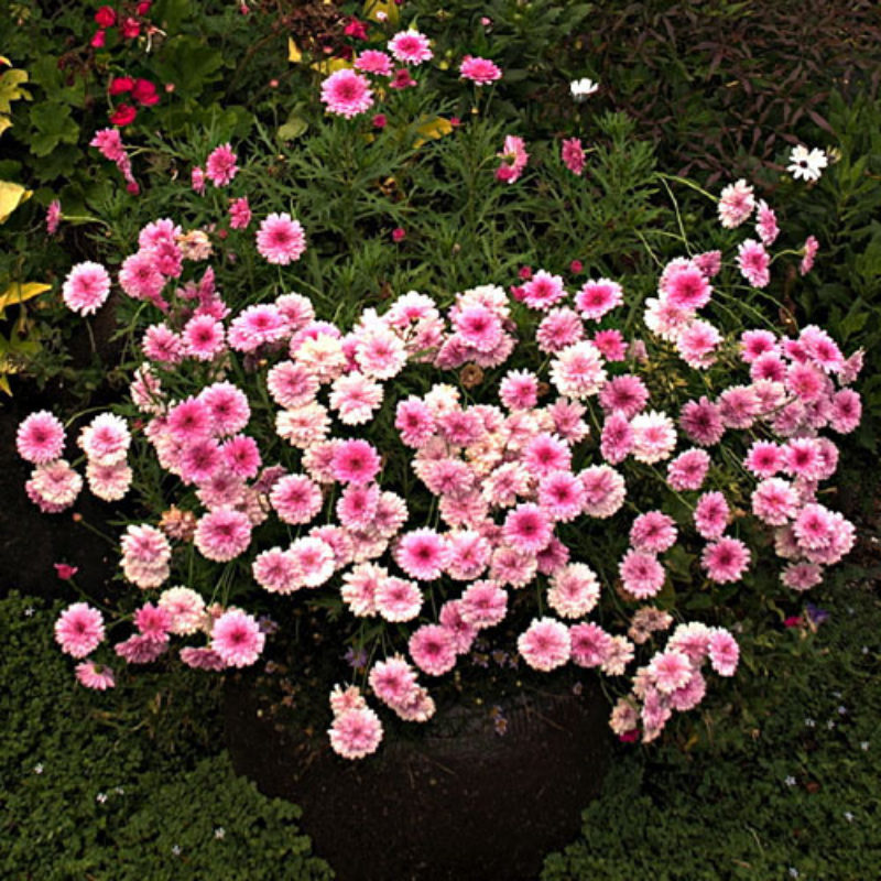 Chrysanthemum x grandiflorum - Sunset Magazine