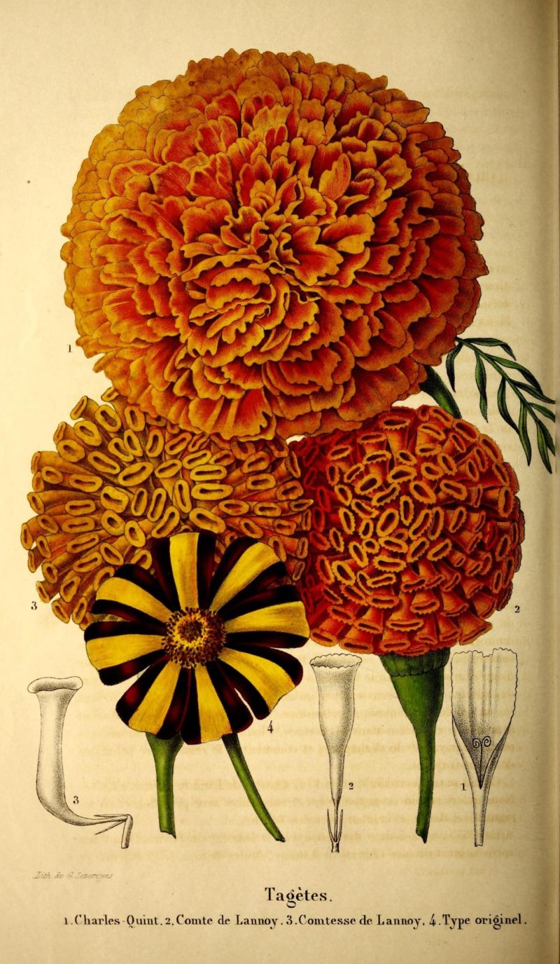 These Vintage Botanical Illustrations Will Have You Gaping in Wonder ...