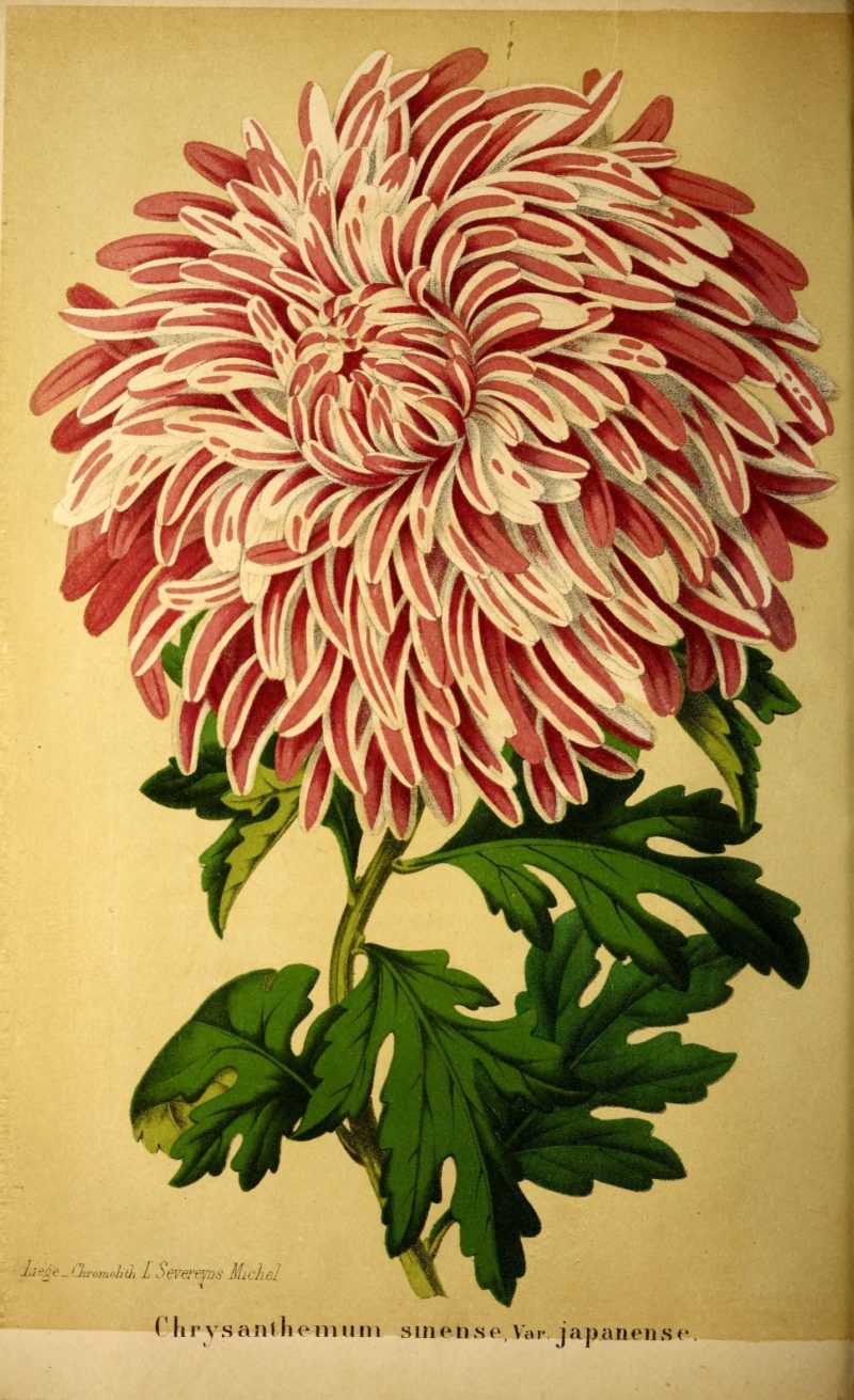 These Vintage Botanical Illustrations Will Have You Gaping in Wonder ...
