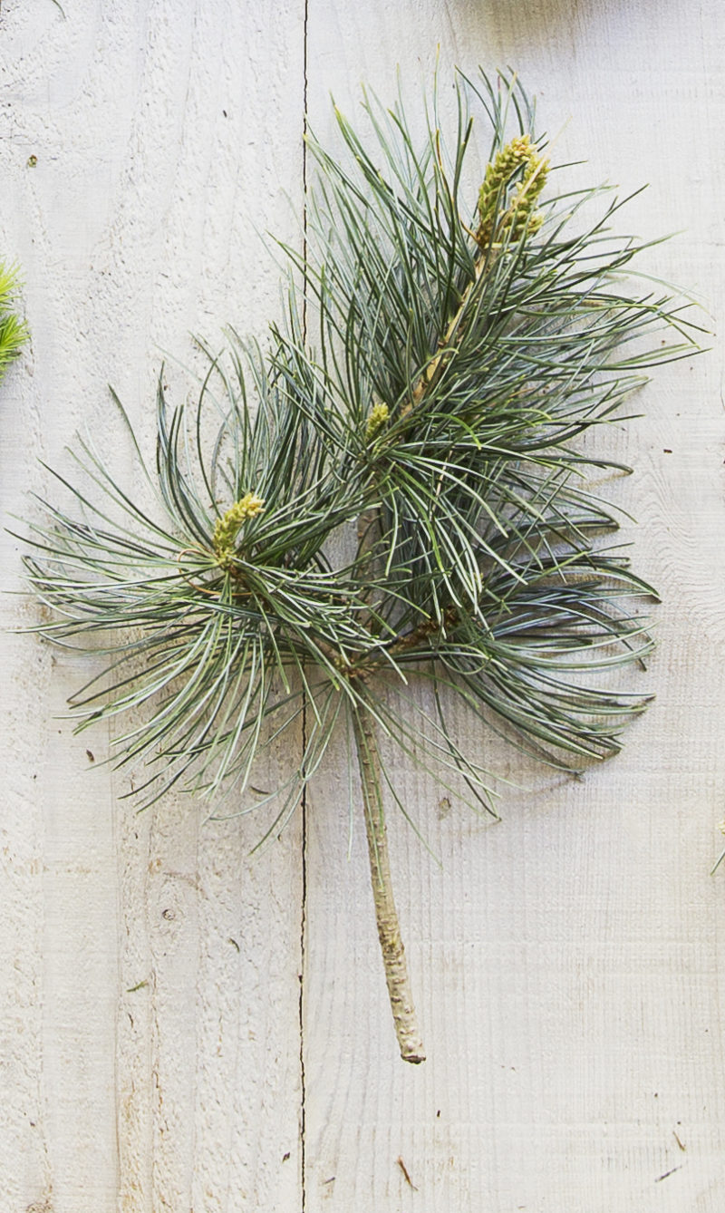 The Best Living Christmas Trees for a Festive Holiday Season - Sunset