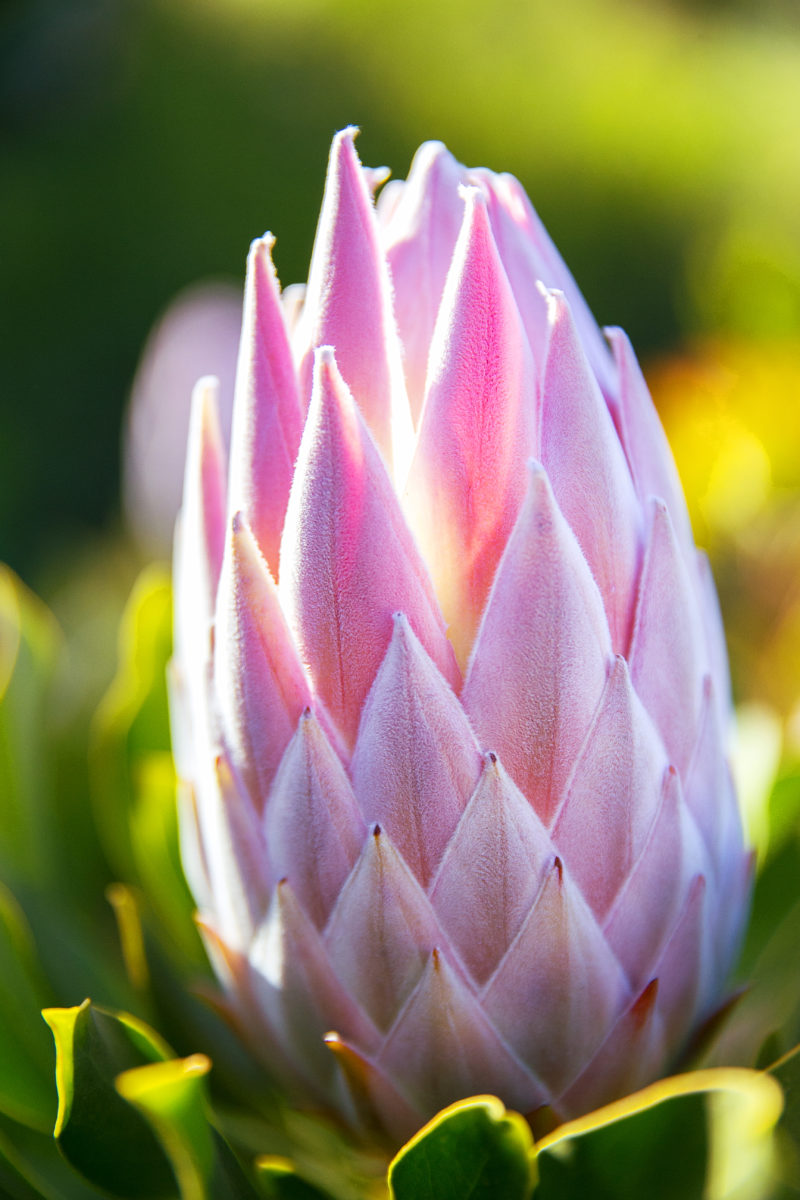 13 Stunning Proteas - Sunset - Sunset Magazine