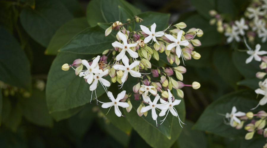 The Best Small Trees for Every Type of Small Yard and Garden - Sunset