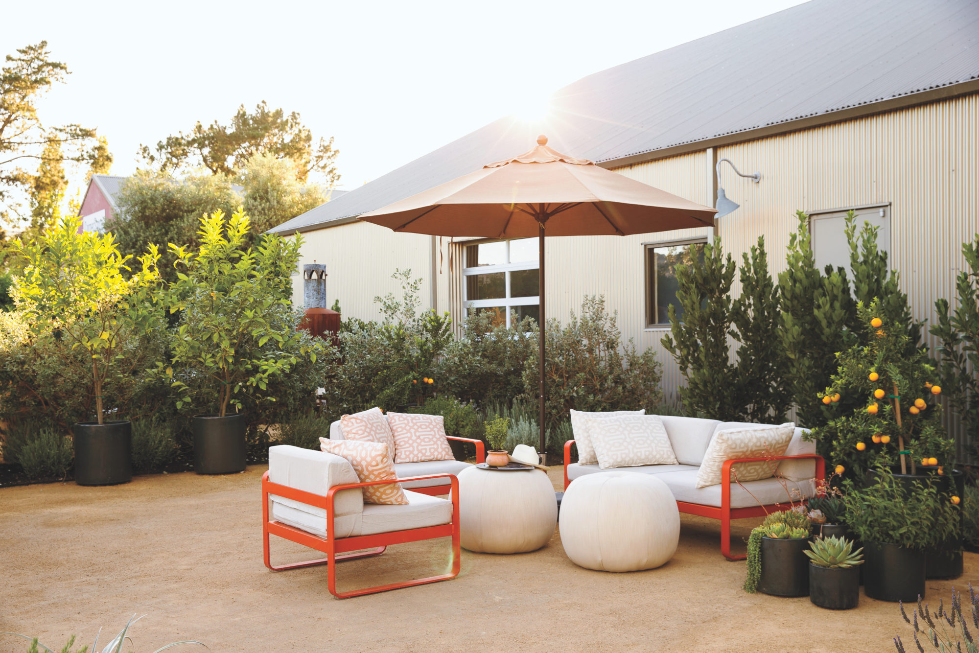 Container Gardening With Trees