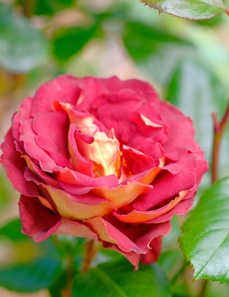 Best Varieties for Your Rose Garden - Sunset Magazine