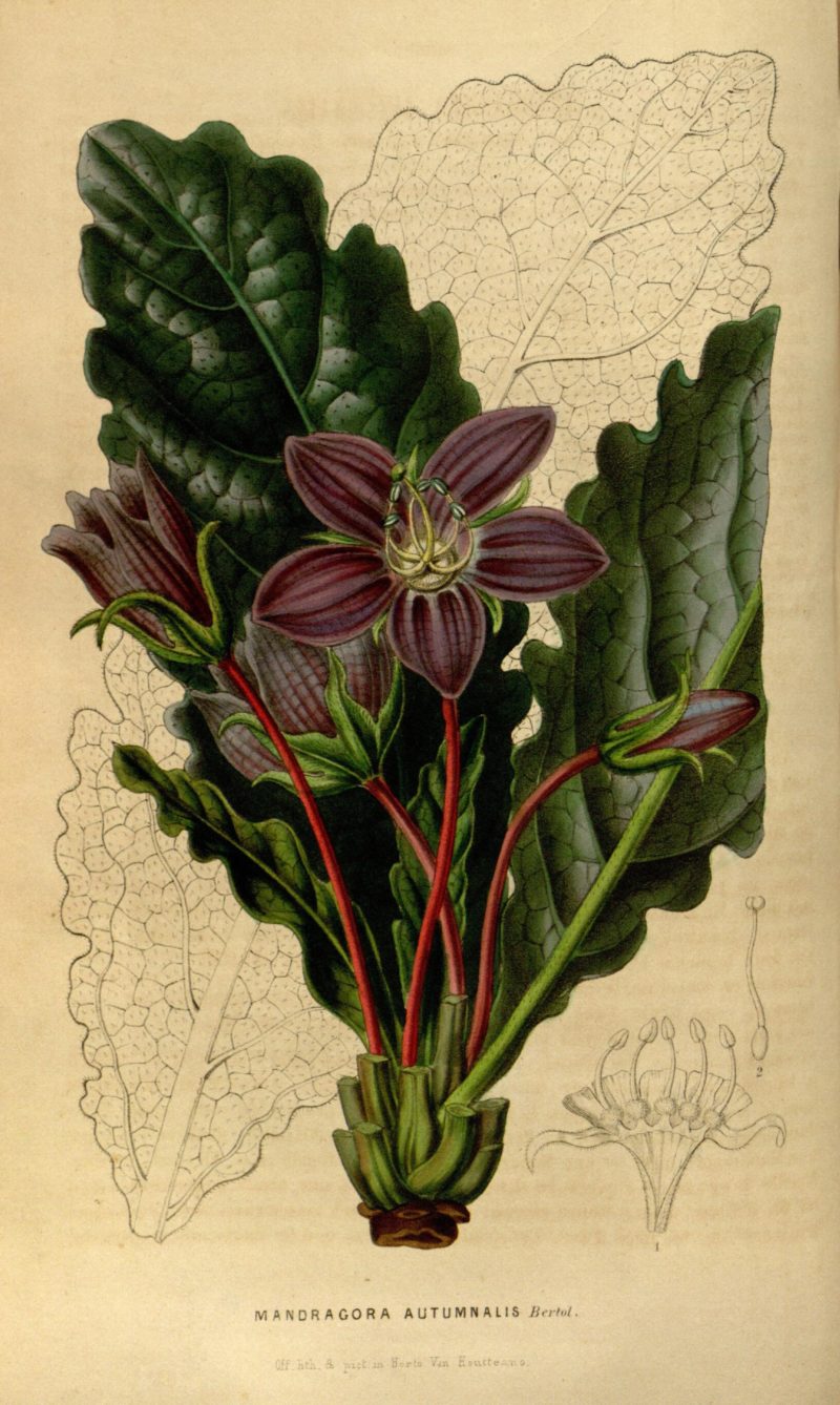 These Vintage Botanical Illustrations Will Have You Gaping in Wonder ...