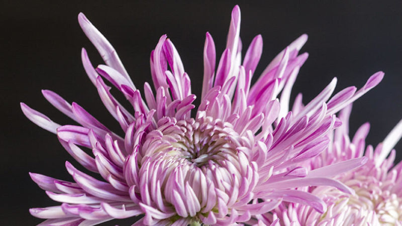 Stunning Fall Chrysanthemums - Sunset Magazine