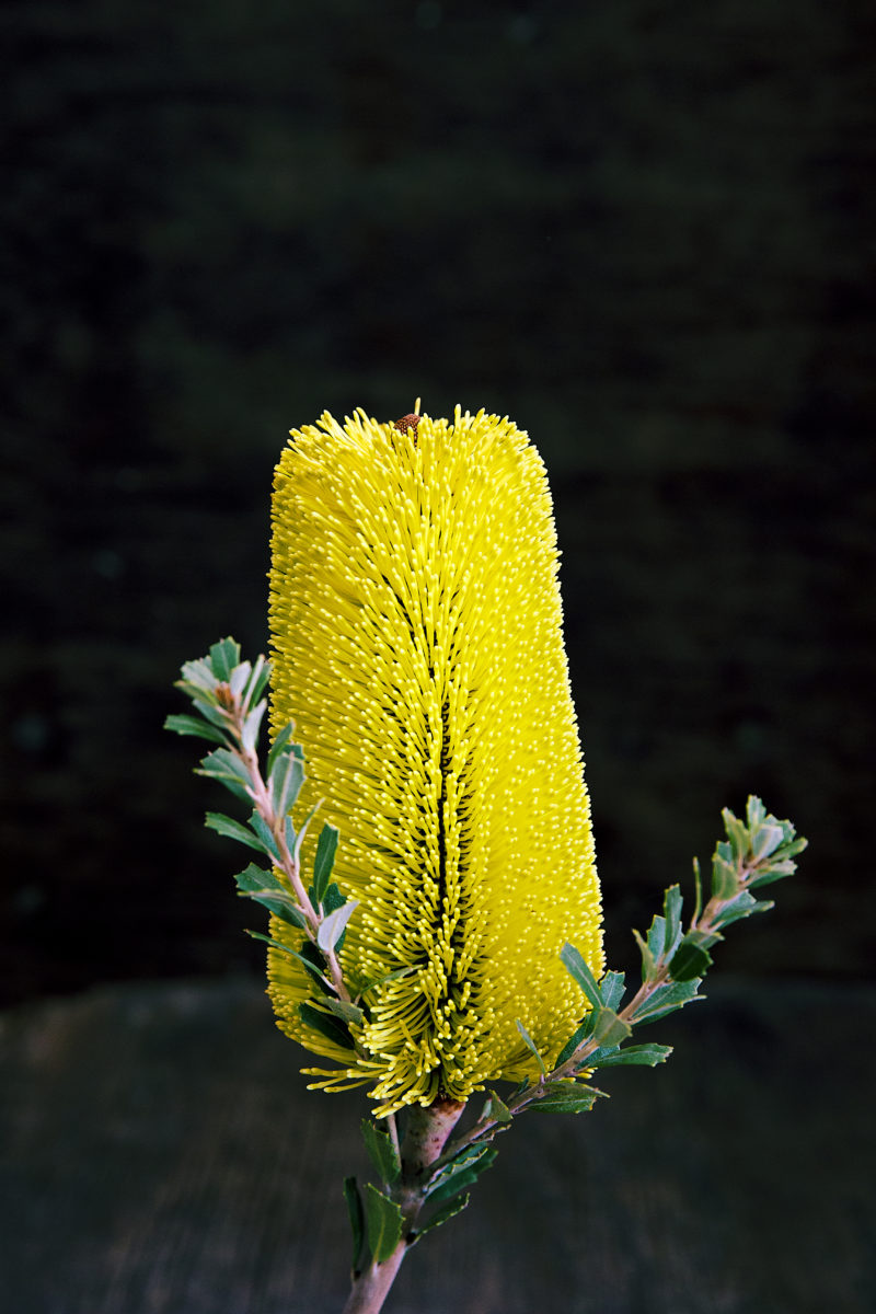 13 Stunning Proteas – Sunset Magazine