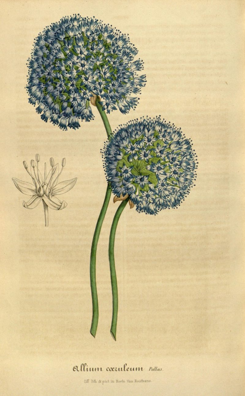 These Vintage Botanical Illustrations Will Have You Gaping in Wonder ...