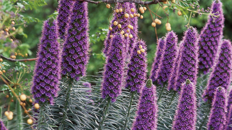 9 Great Beach Plants for Seaside Gardens - Sunset Magazine