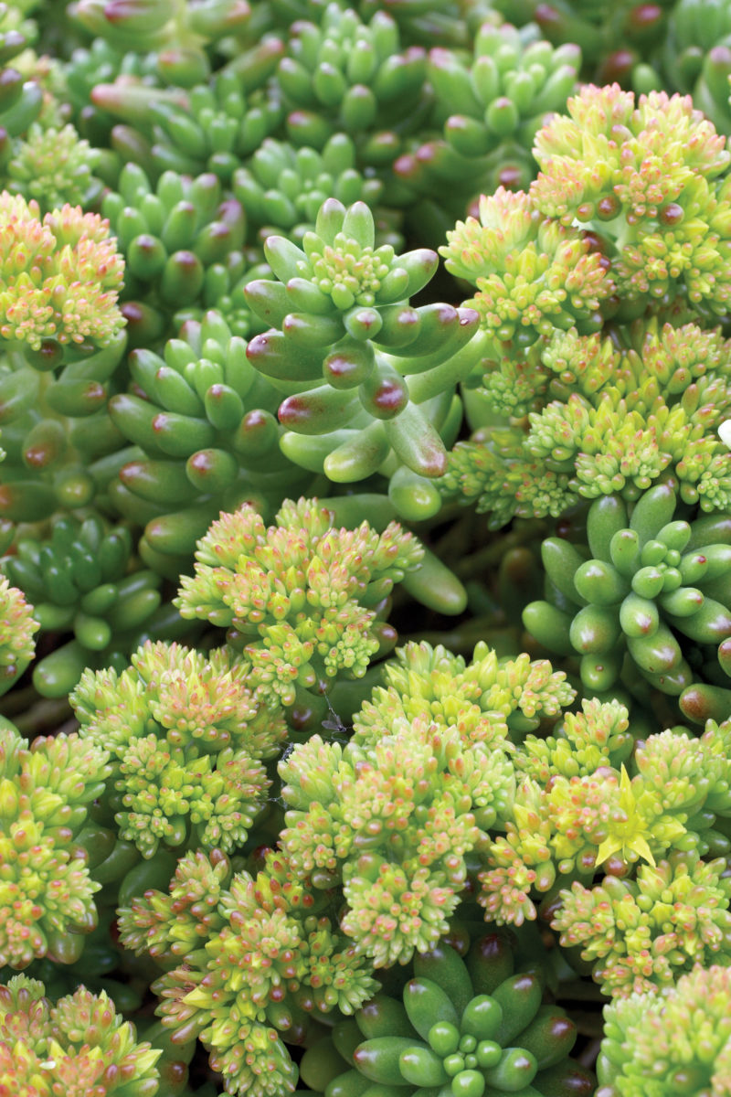 Easy-Care Sedum Plants - Sunset - Sunset Magazine