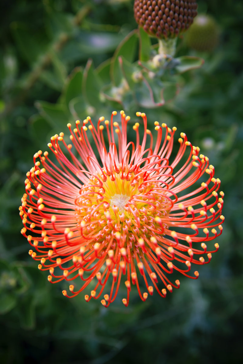 13 Stunning Proteas - Sunset - Sunset Magazine