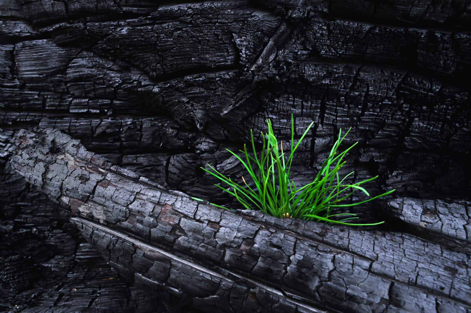 Forest Fire Regrowth