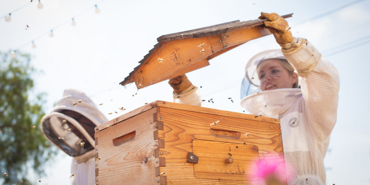 How to Build a Successful Bee Garden, According to a Beekeeper – Sunset ...