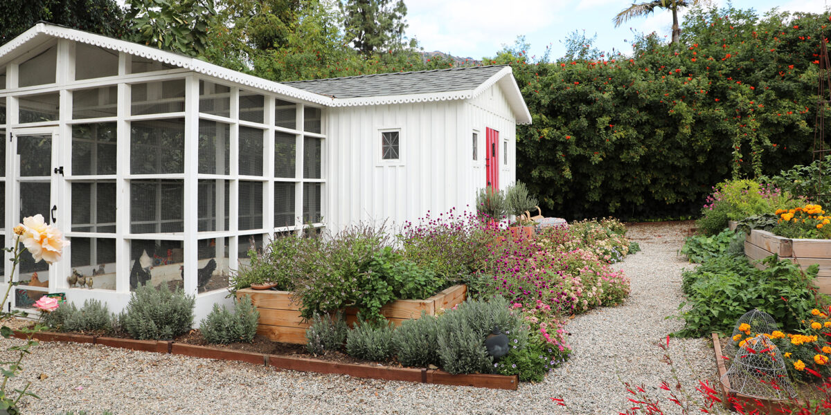 This Is What You Should Do in Your Garden If You Have Chickens – Sunset ...