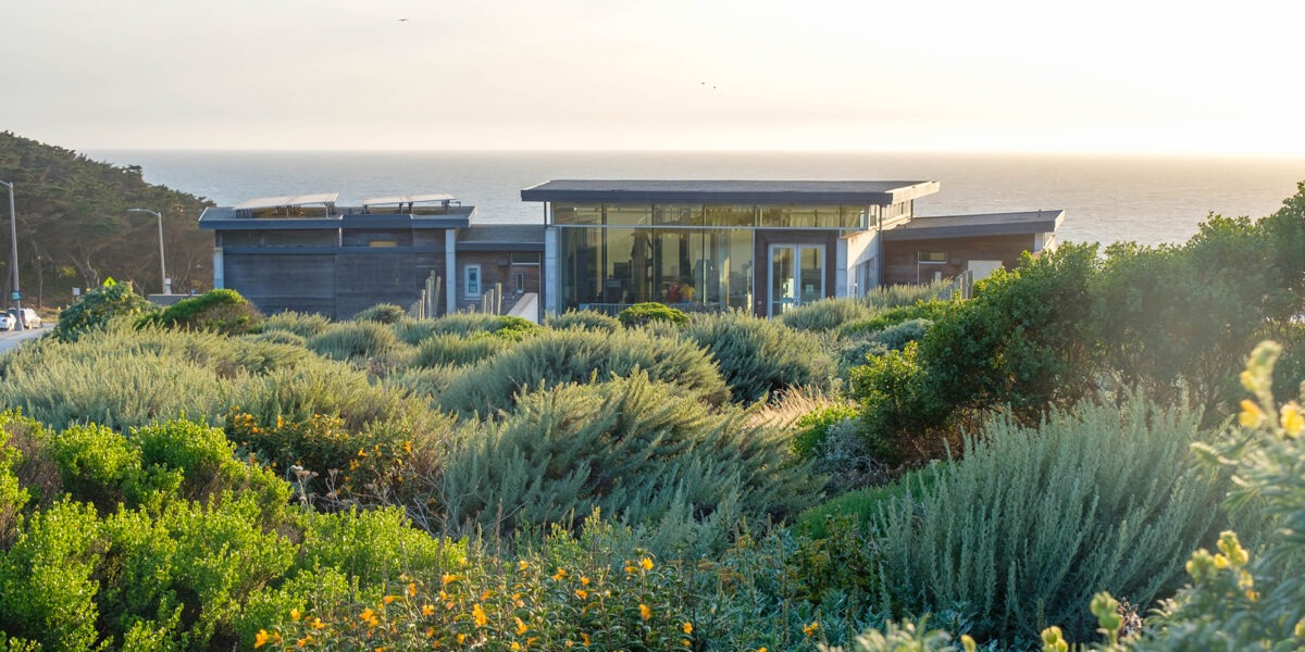 Here's Why You Should Rethink Shrubs in Your Landscaping – Sunset Magazine