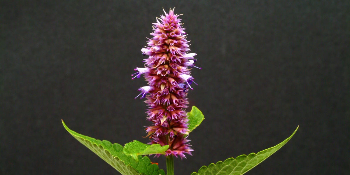 Easy-Care Fall Plants for Your Garden – Sunset Magazine