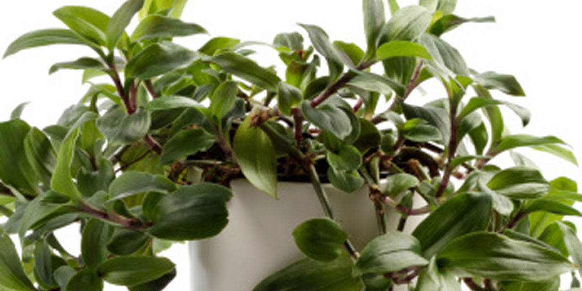 Unkillable Houseplants That Even Black Thumbs Can Keep Alive - Sunset ...