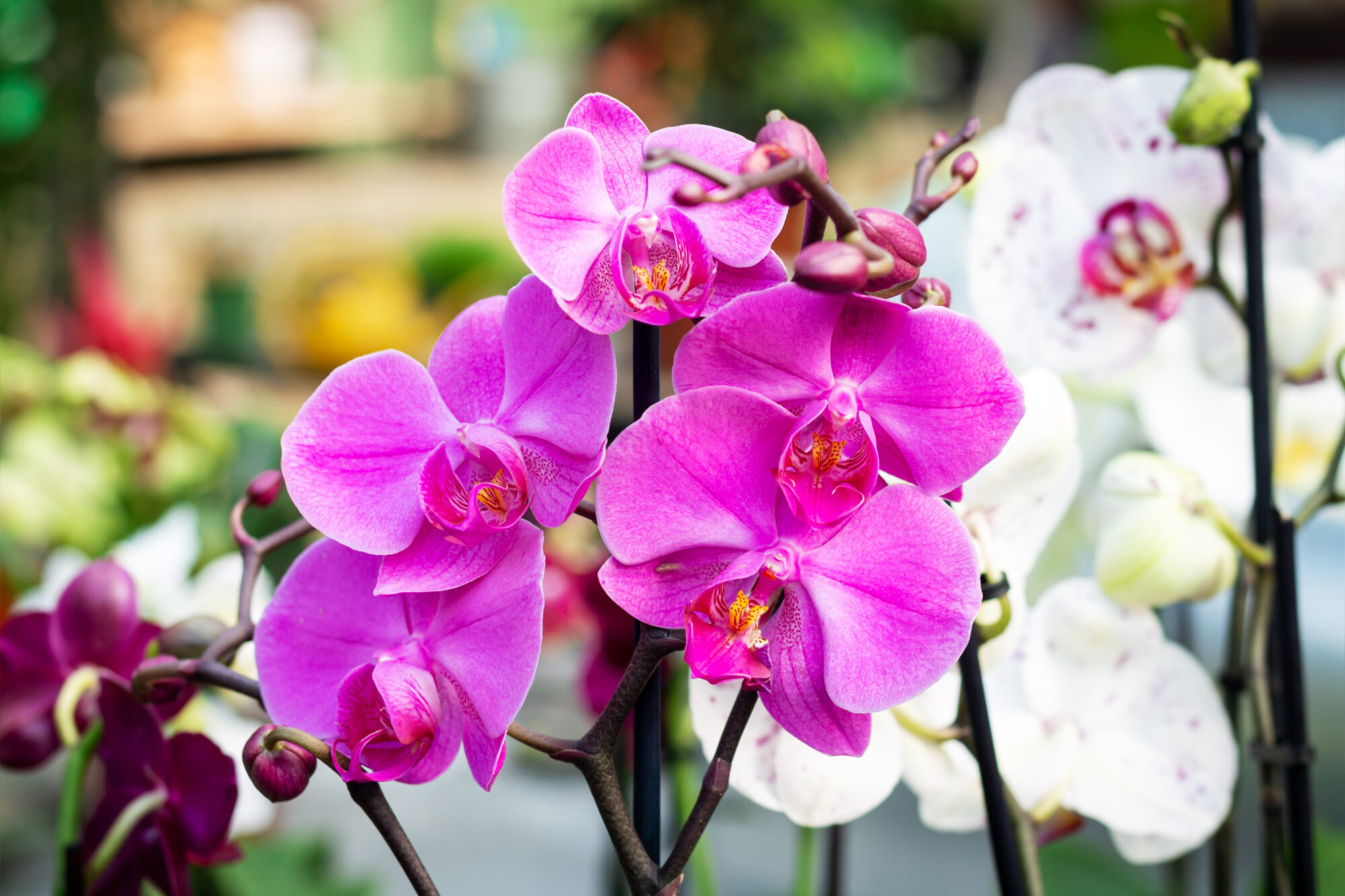 Pink And Purple Orchids