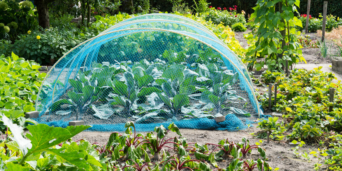 Here's What to Do in Your Garden This Winter to Keep It Healthy ...