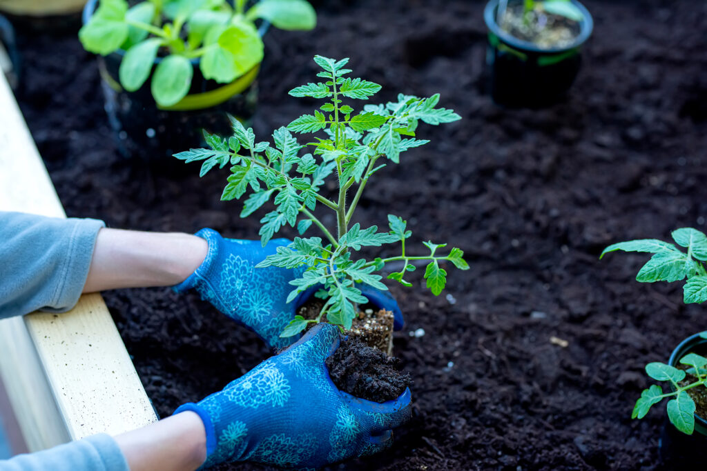 The Spring Gardening Tasks to Set Yourself Up for Success – Sunset Magazine