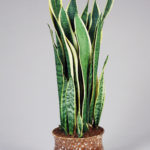 Unkillable Houseplants That Even Black Thumbs Can Keep Alive - Sunset