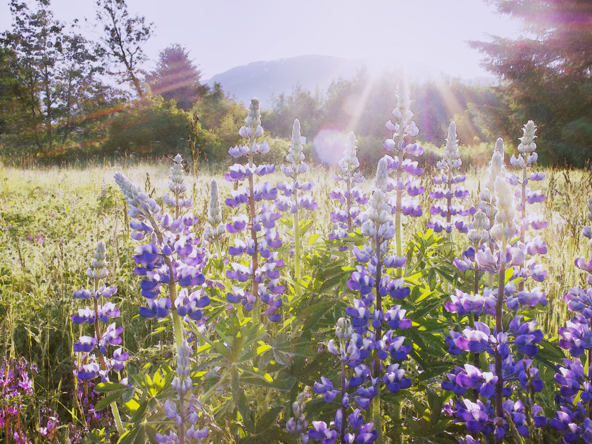 Purple Wildflowers