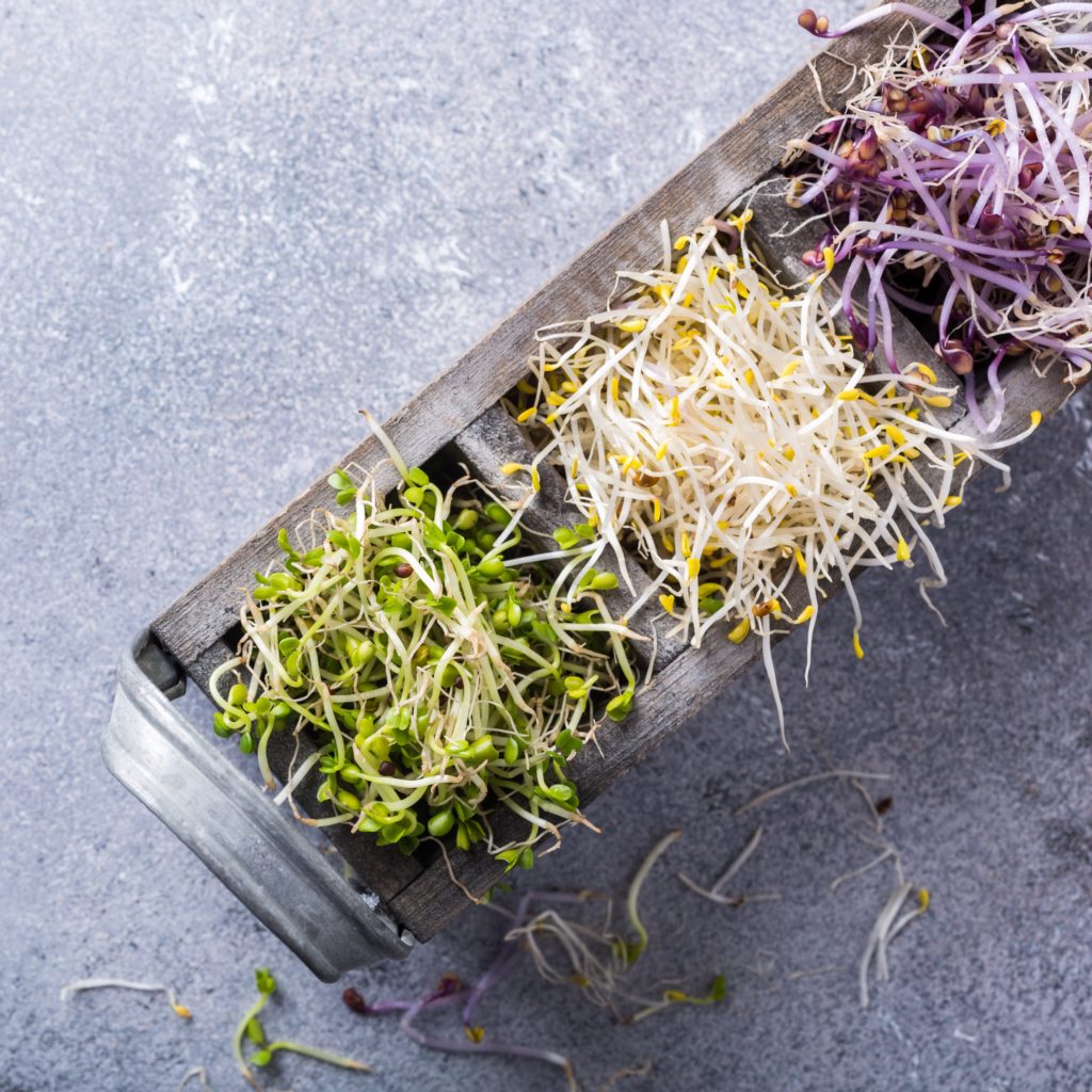 Growing Your Own Sprouts Has Never Been Easier - Sunset - Sunset Magazine