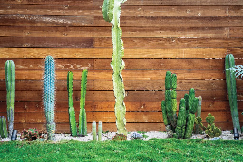Our Guide to Cactus Gardening Basics - Sunset Magazine