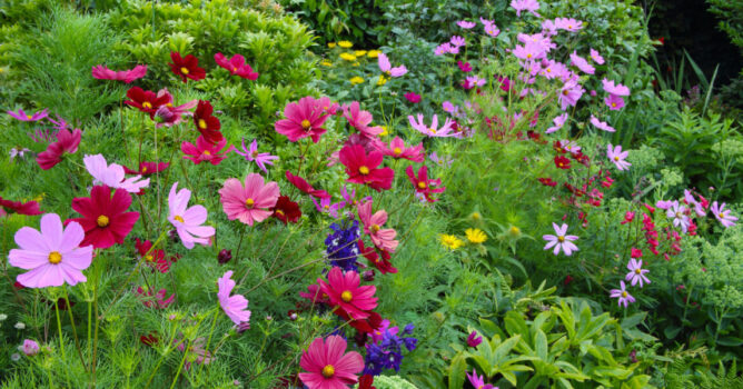 Guide to Basic Gardening