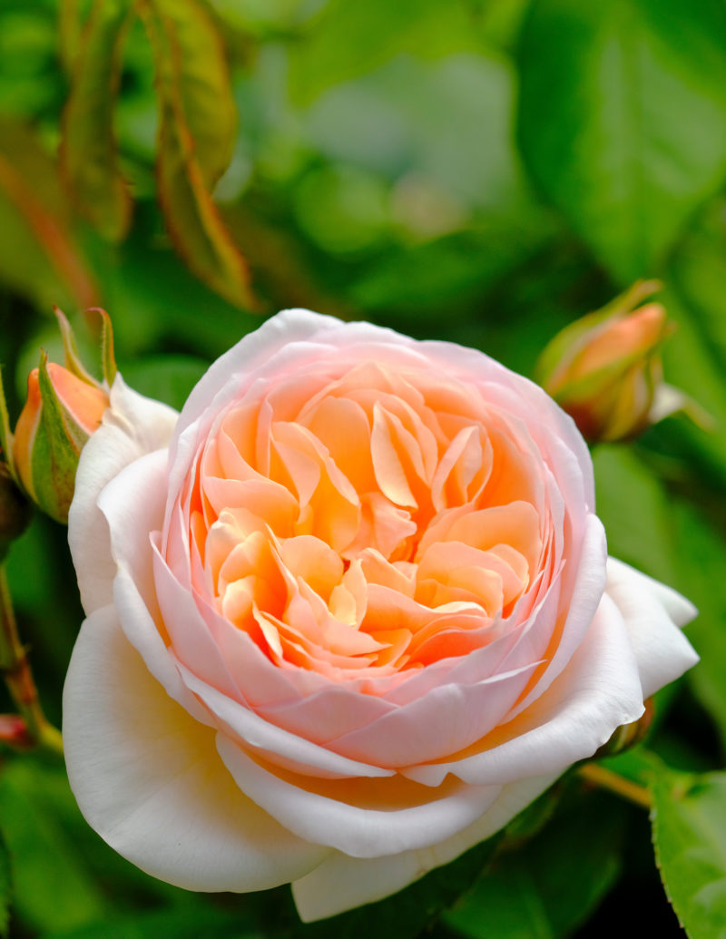 Best Varieties for Your Rose Garden - Sunset Magazine