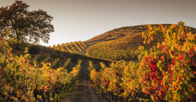 Top Wine Country Regions in the West