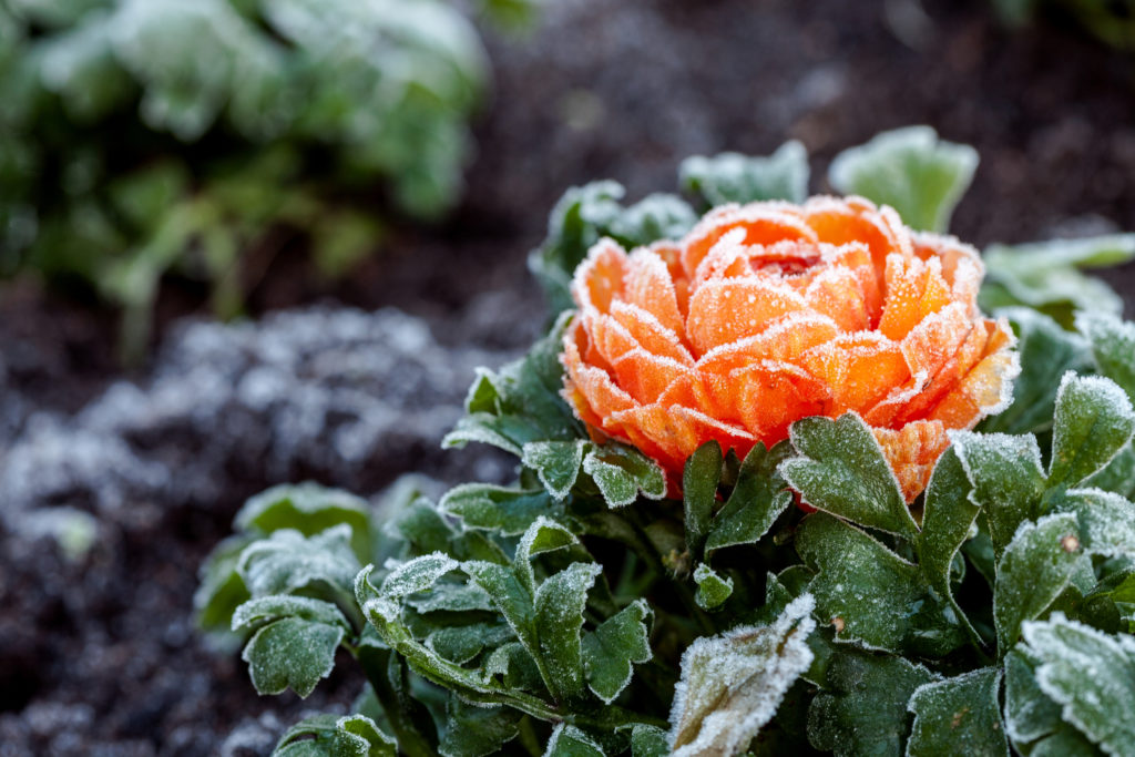 Winter Crops & Why to Plant in Winter - Sunset Magazine