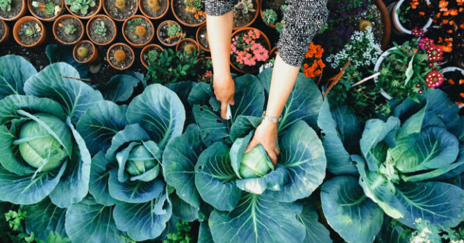 Guide to Basic Gardening – Sunset Magazine